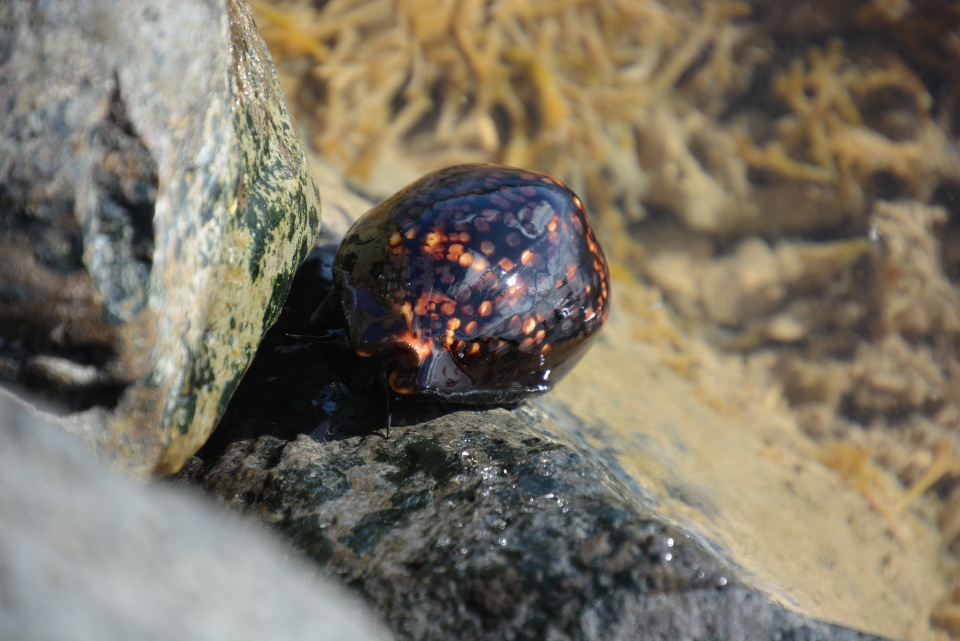 Live cowrie | USAHIhifriends | Blipfoto