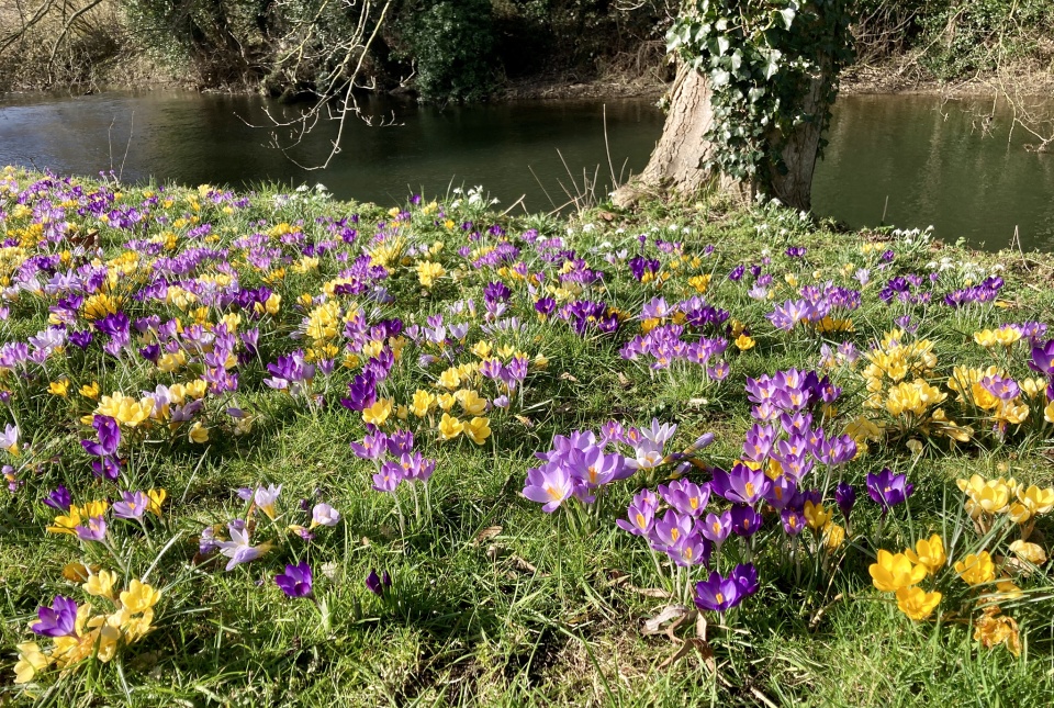 Crocus Display | madwill | Blipfoto
