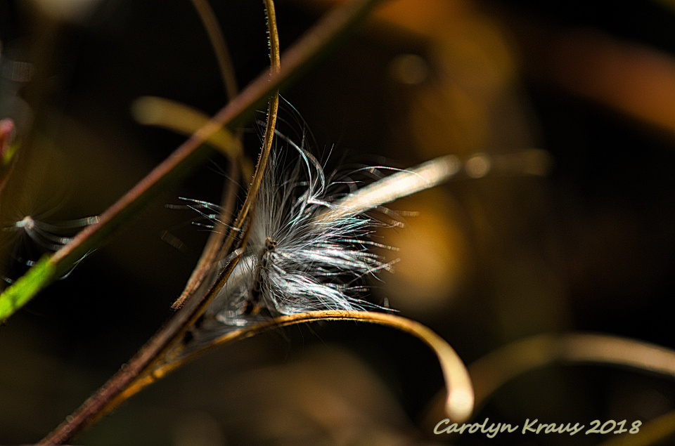 Wild Wednesday | Carolina | Blipfoto