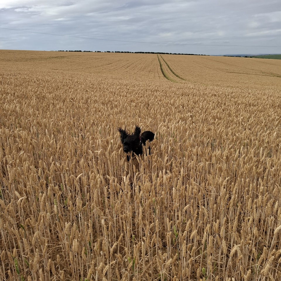 Hare-Brained | TKM | Blipfoto