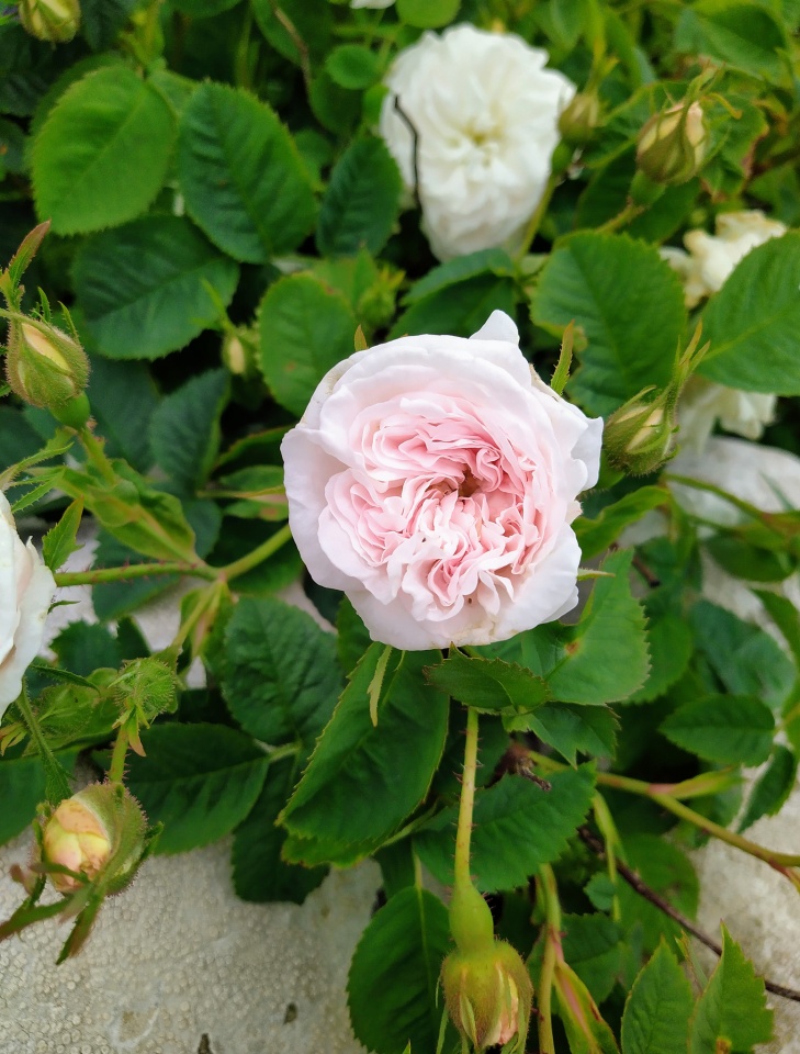 Neighbours' rose | Poppy | Blipfoto