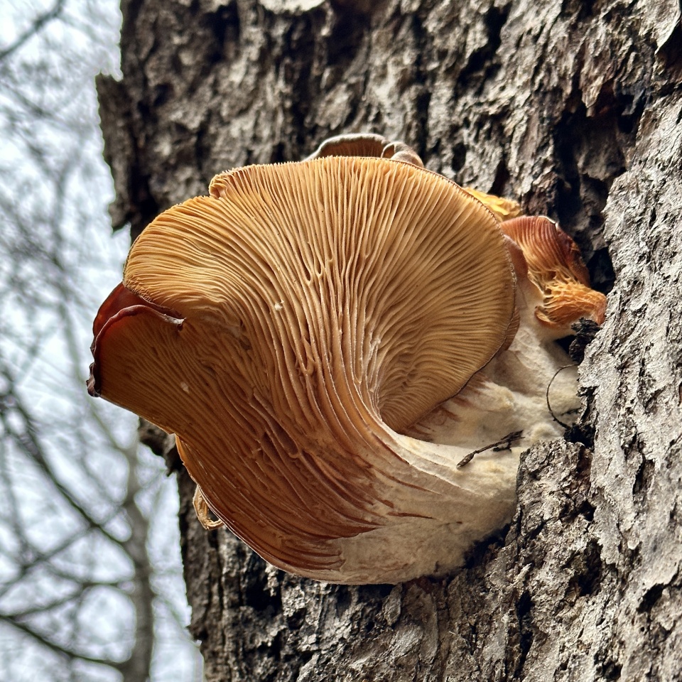 Mushroom | Kimb | Blipfoto