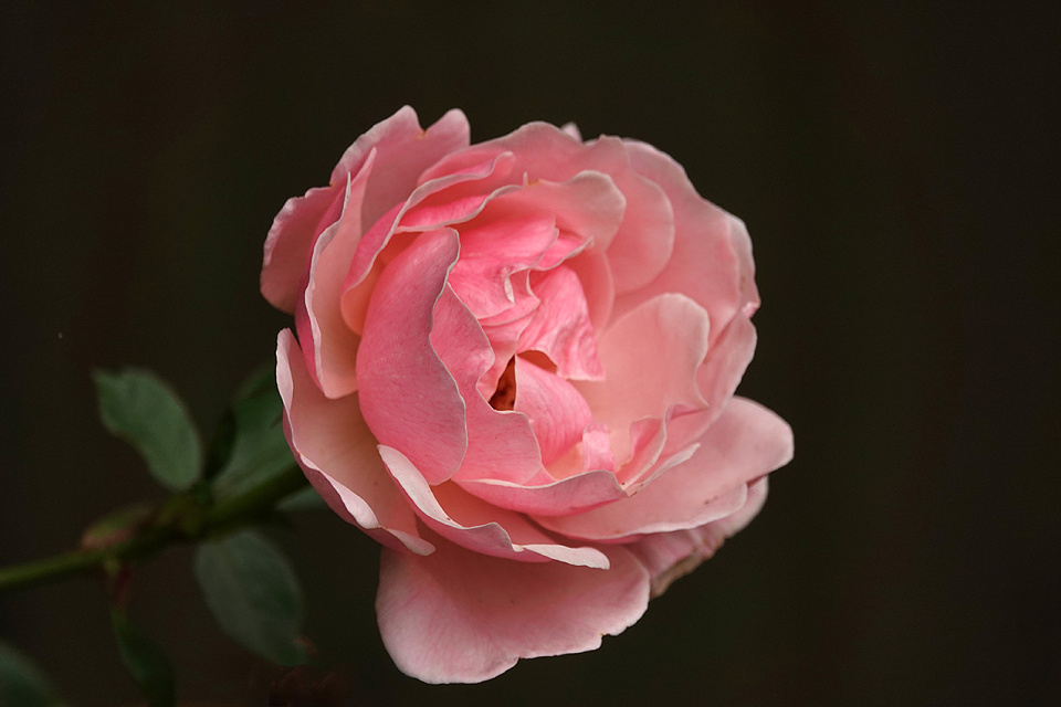 Rose..... | flying | Blipfoto