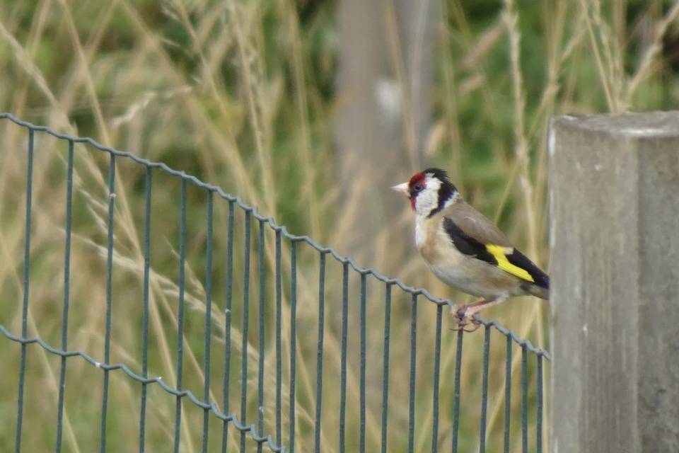 Gold | sgwarnog | Blipfoto