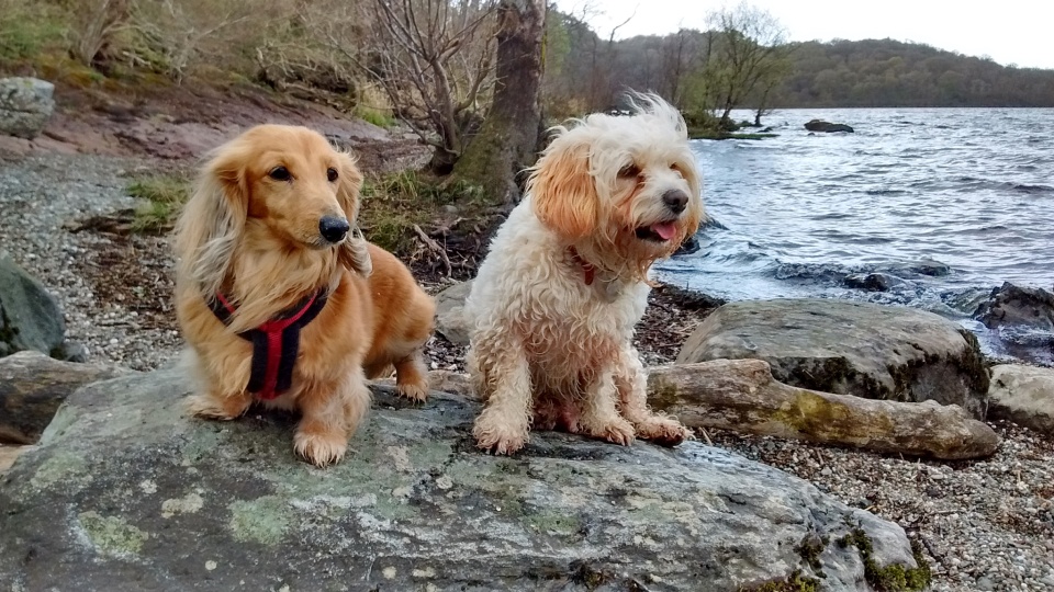 Looking windswept | Freuchie | Blipfoto