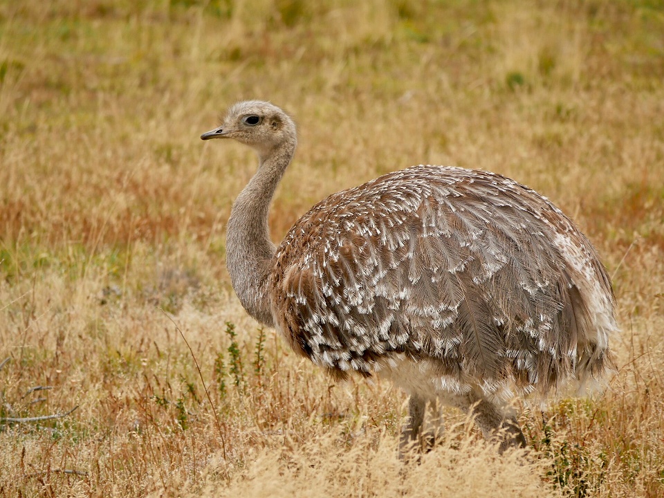 Feathers - Rhea | FoF | Blipfoto