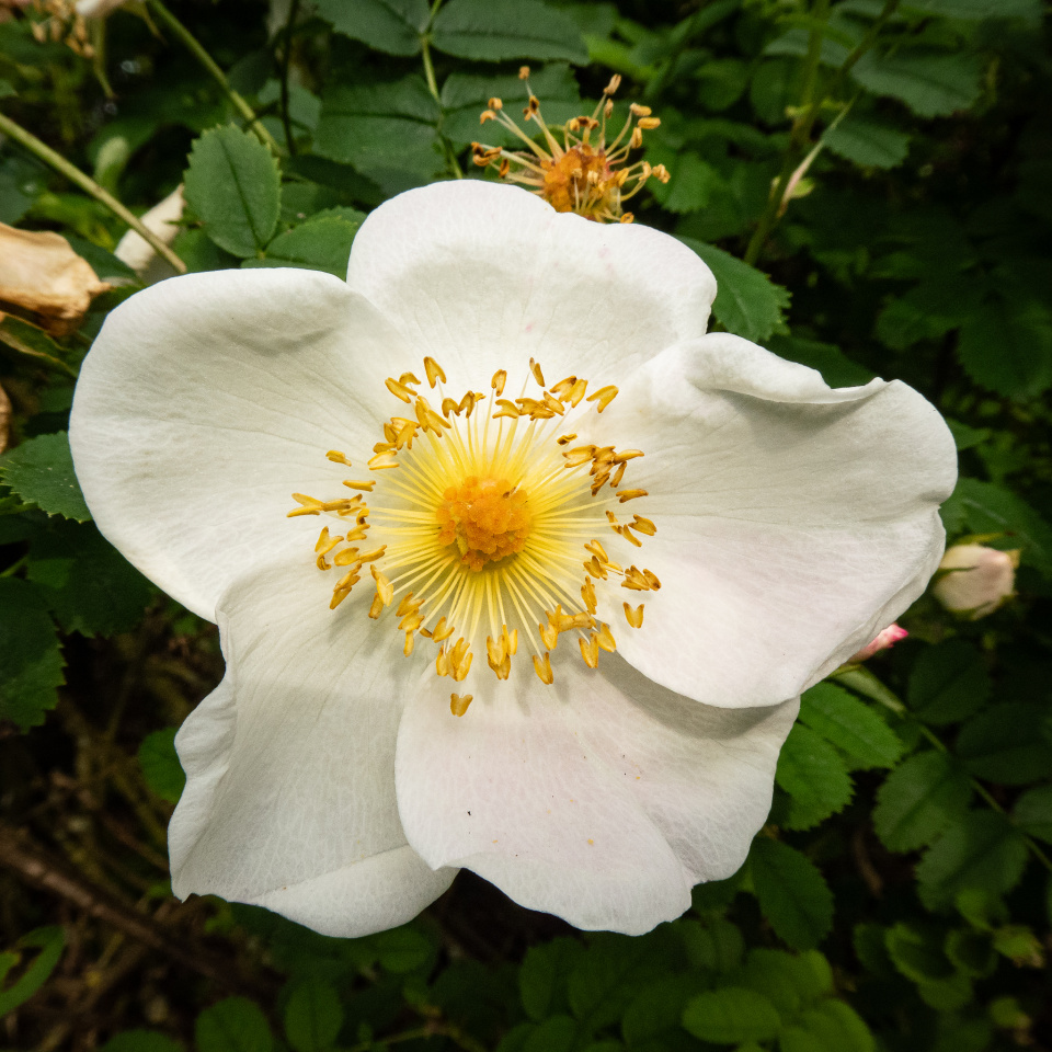 A Yorkshire White Rose | madwill | Blipfoto