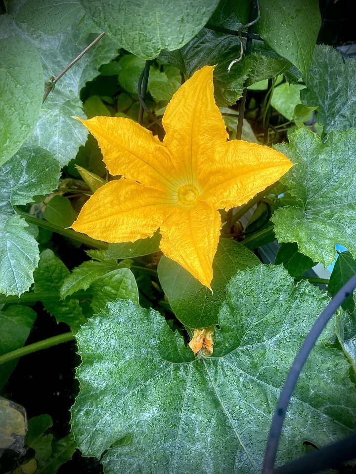 Male courgette flower | GingerNan | Blipfoto