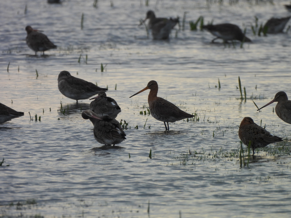 They have arrived again: the godwits. | sister | Blipfoto