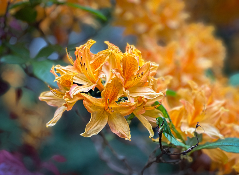 Vibrant….. | Lizimagiz | Blipfoto