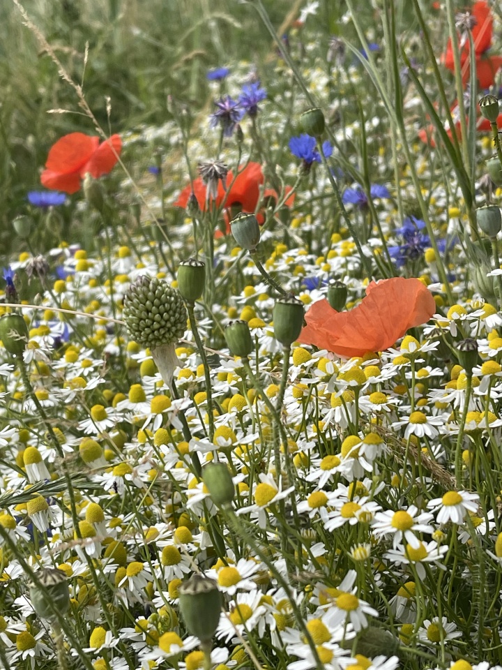 Lunch walk | Rockpicsnl | Blipfoto