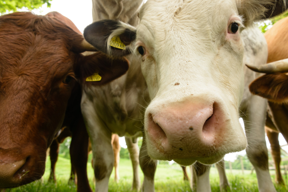 Savage cows? | JohnGravett | Blipfoto