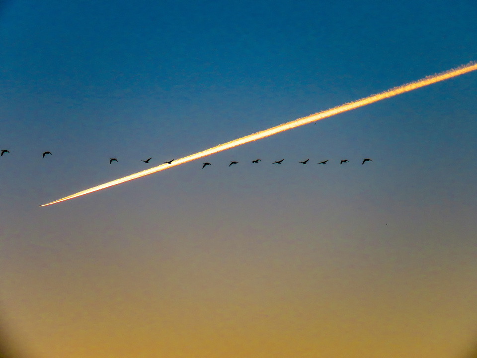 Flying into spring | KevinV | Blipfoto