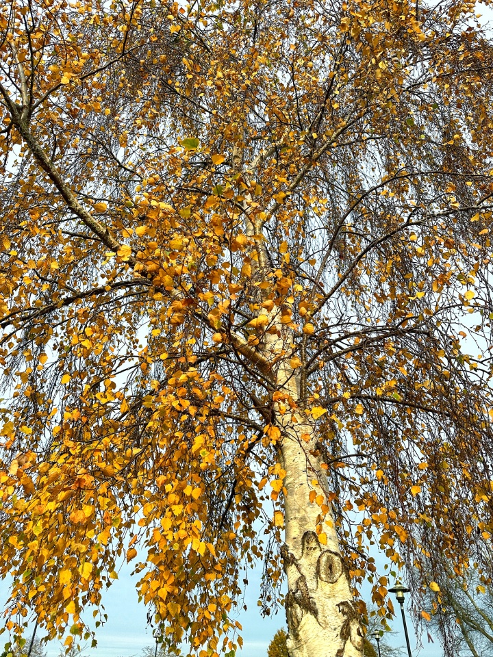 Silver and gold | Technophobe | Blipfoto