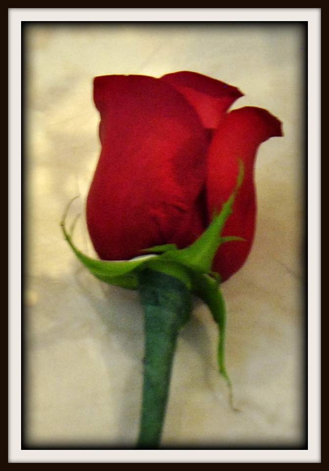 A Rose Caught My Eye Today..... | Lsquare | Blipfoto