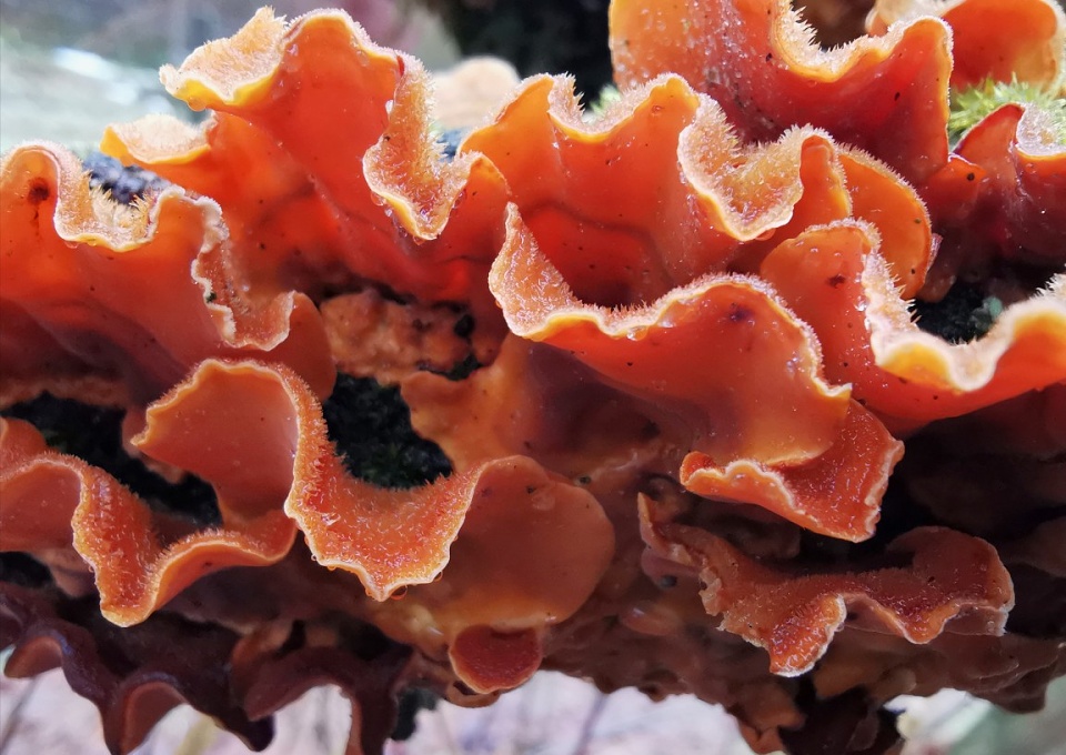 Bleeding oak crust fungi | MattP | Blipfoto