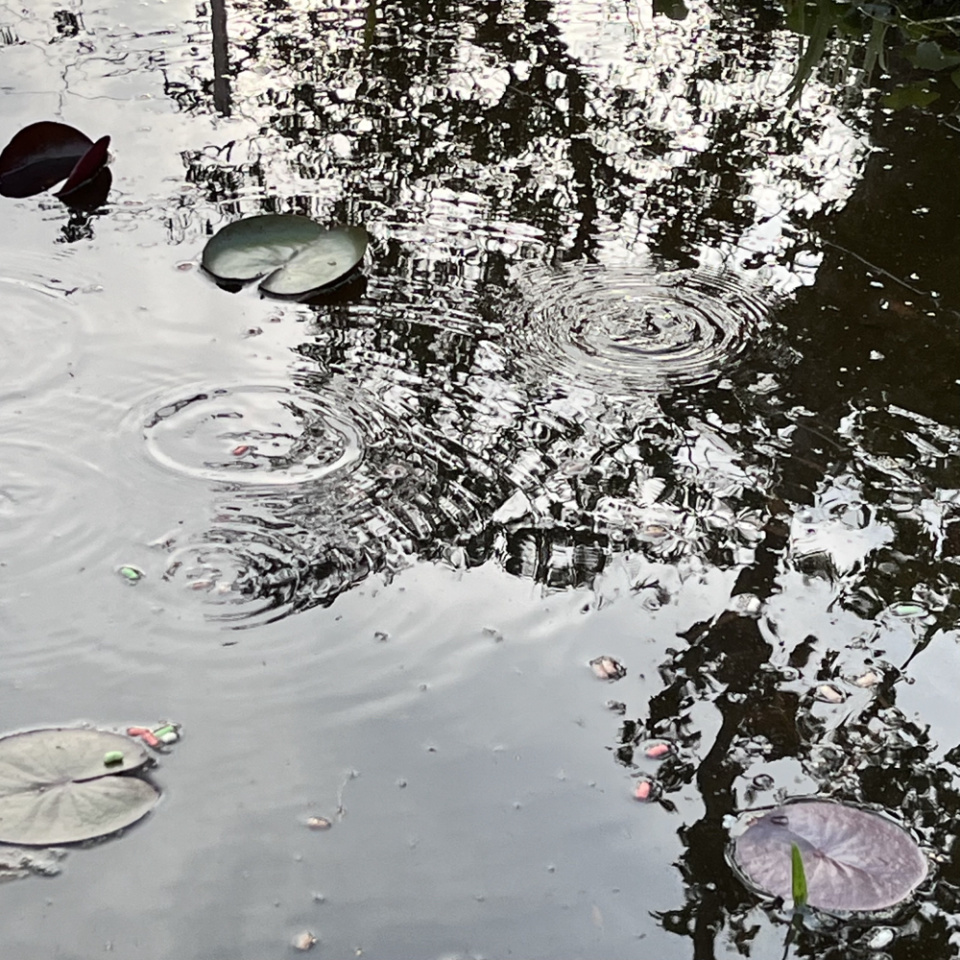 Pond reflections | CherryR | Blipfoto