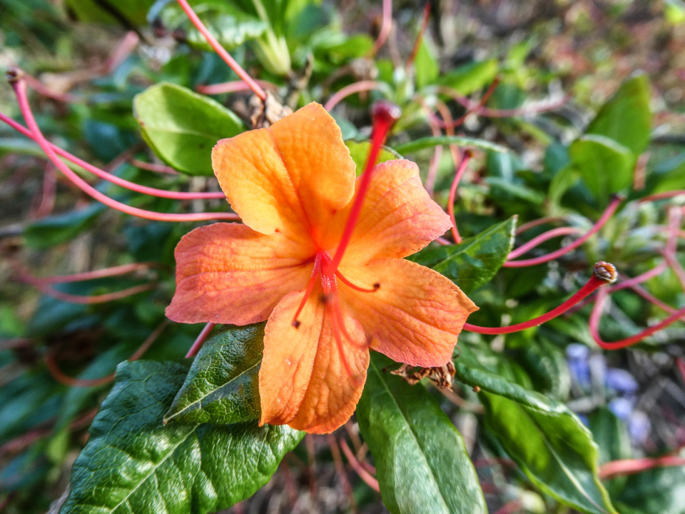 Orange azalea | CherryR | Blipfoto