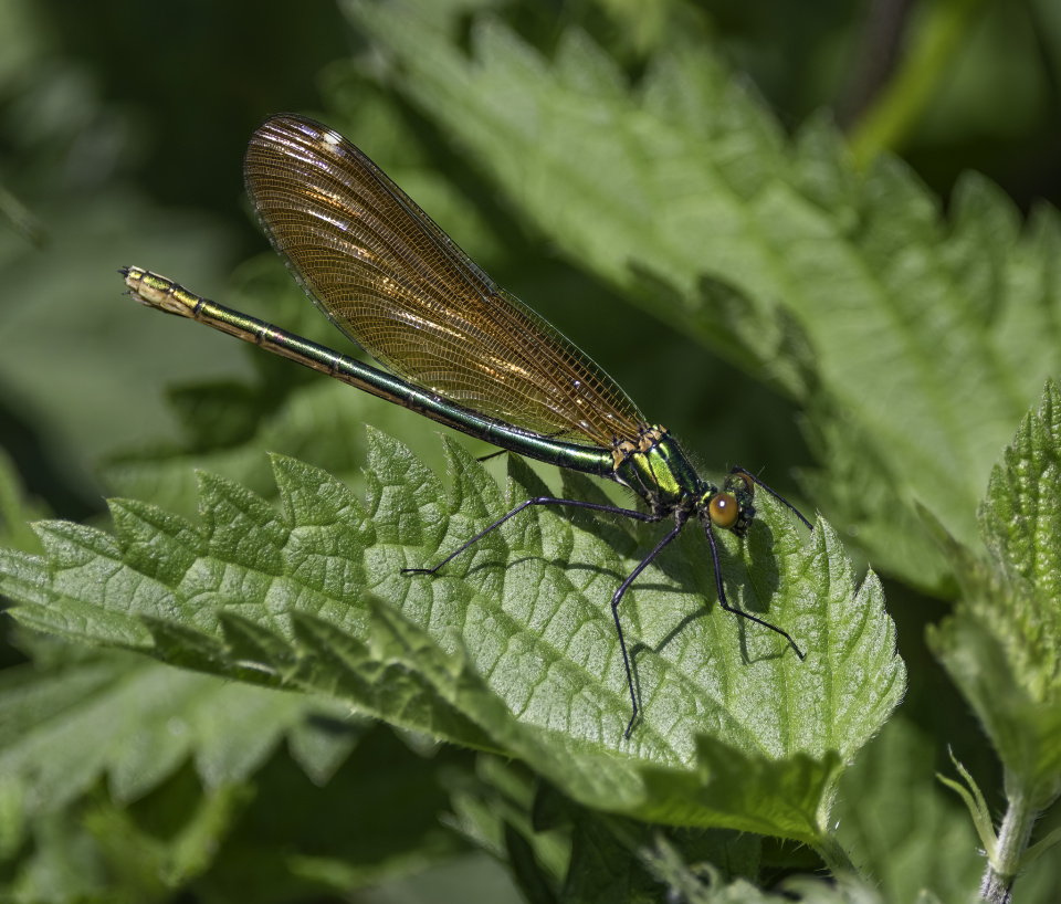 You're Beautiful | Hillyblips | Blipfoto