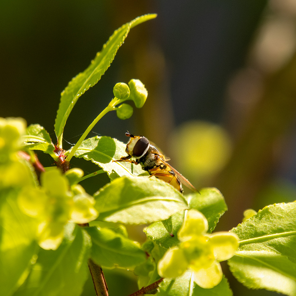 Hover Fly | AH14 | Blipfoto