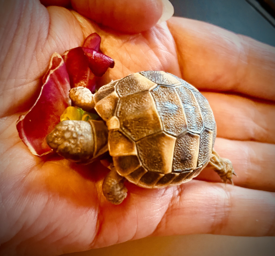 Tortuga bebé. | Annie | Blipfoto