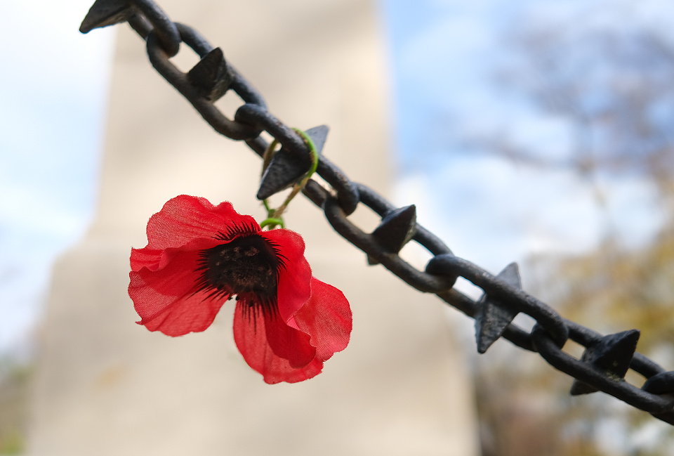 poppy | LesleyAlsford | Blipfoto