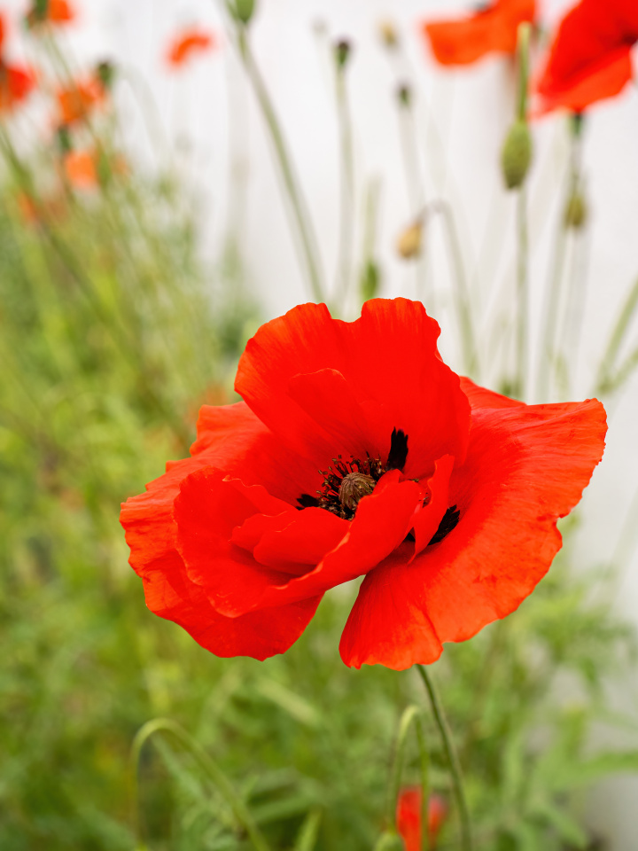 Poppy | suejay50 | Blipfoto