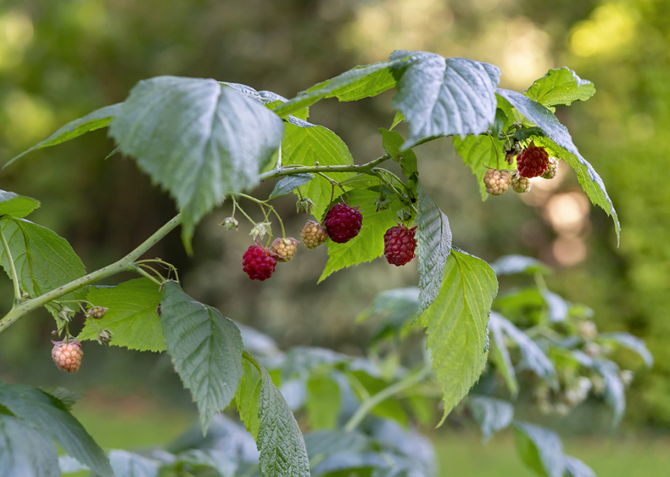The autumn raspberries | walkingMarj | Blipfoto