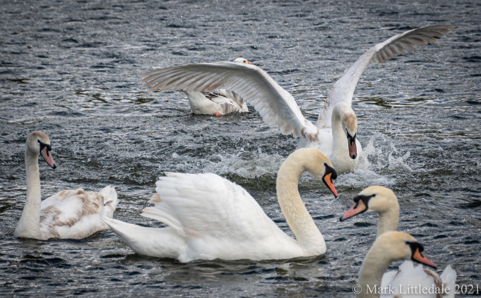 Very Aggressive! | MarkLittledale | Blipfoto