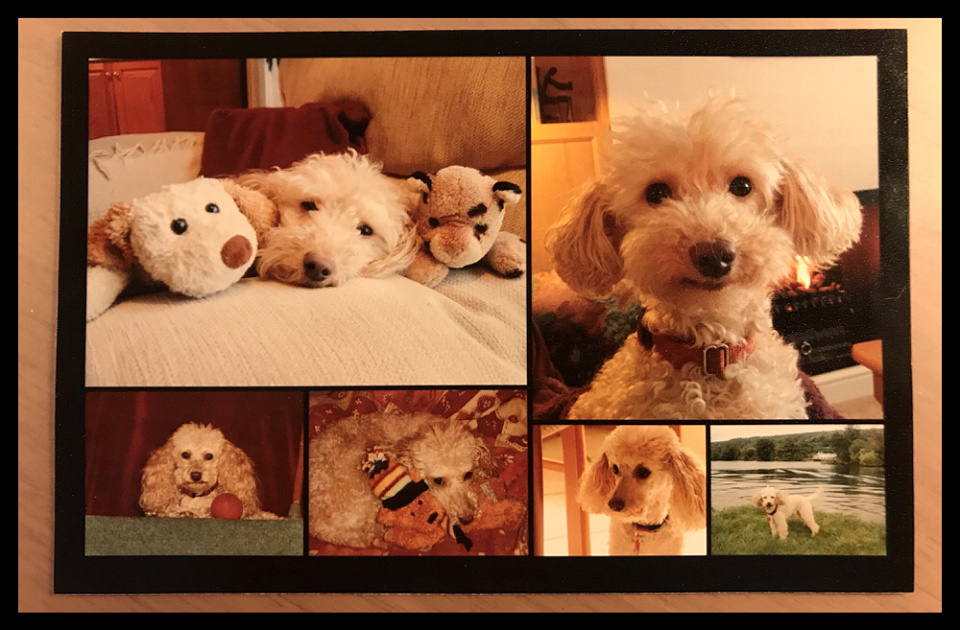 Finding Dolly | HeidiAndDolly | Blipfoto