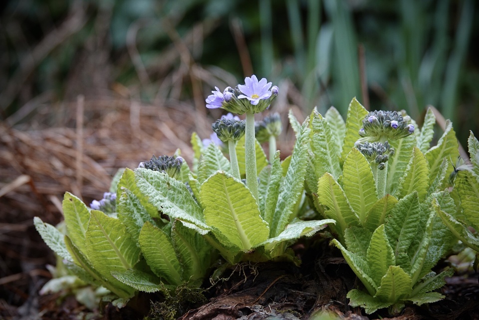 First Spring Flowers | esiuol | Blipfoto