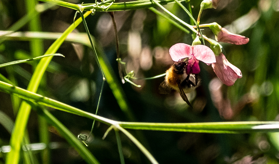 Bee, pea | Fuentes3 | Blipfoto