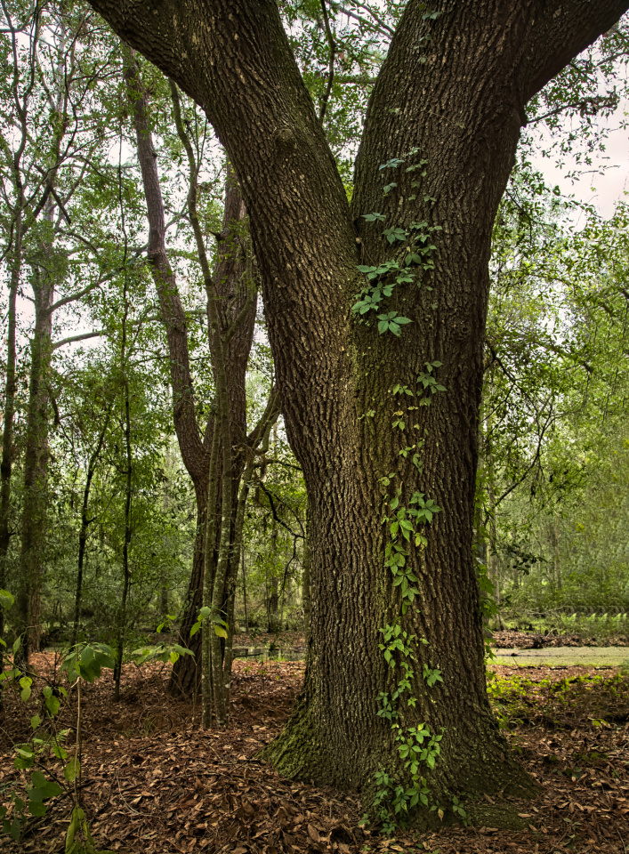 Wild Vine | bugsman | Blipfoto