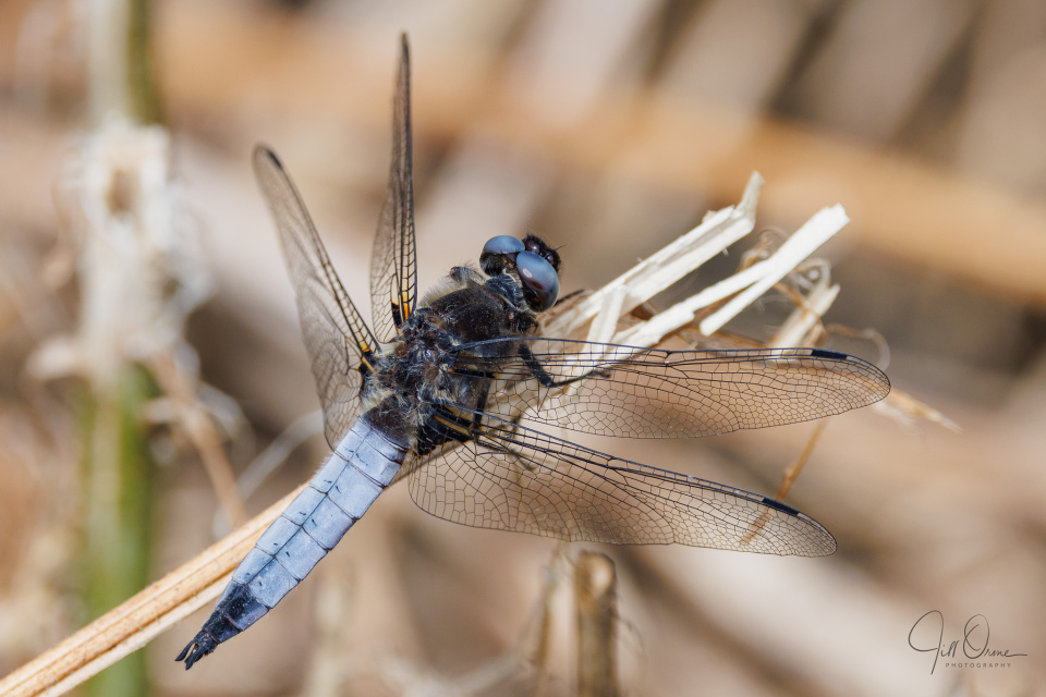 Blue Chaser, Take Two | JDO | Blipfoto