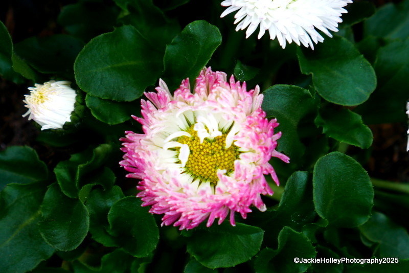 The Bellis | ThingsBeautiful | Blipfoto