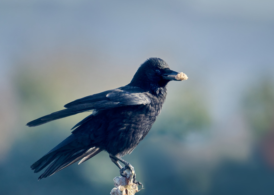 Crumbs | Sheol | Blipfoto