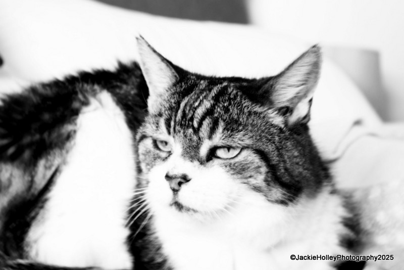 Portrait of My Girl | ThingsBeautiful | Blipfoto