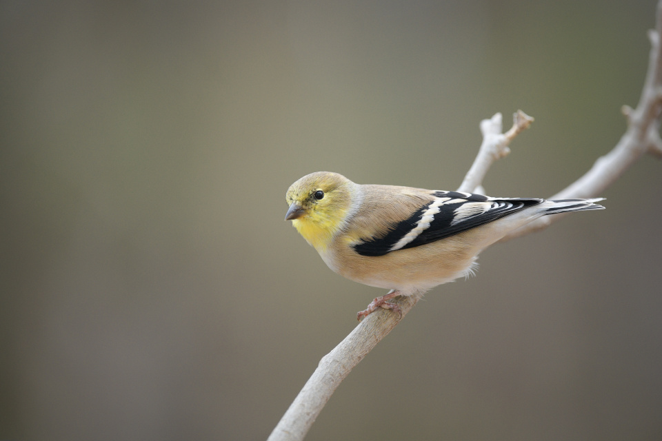 Gold | dbifulco | Blipfoto