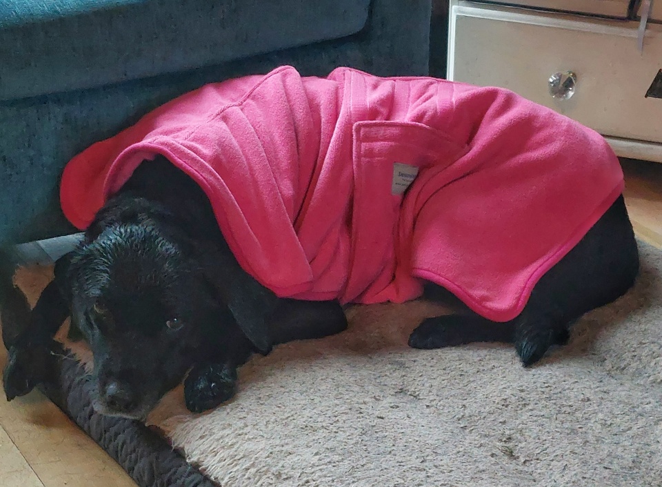 Soaked! | snapper | Blipfoto