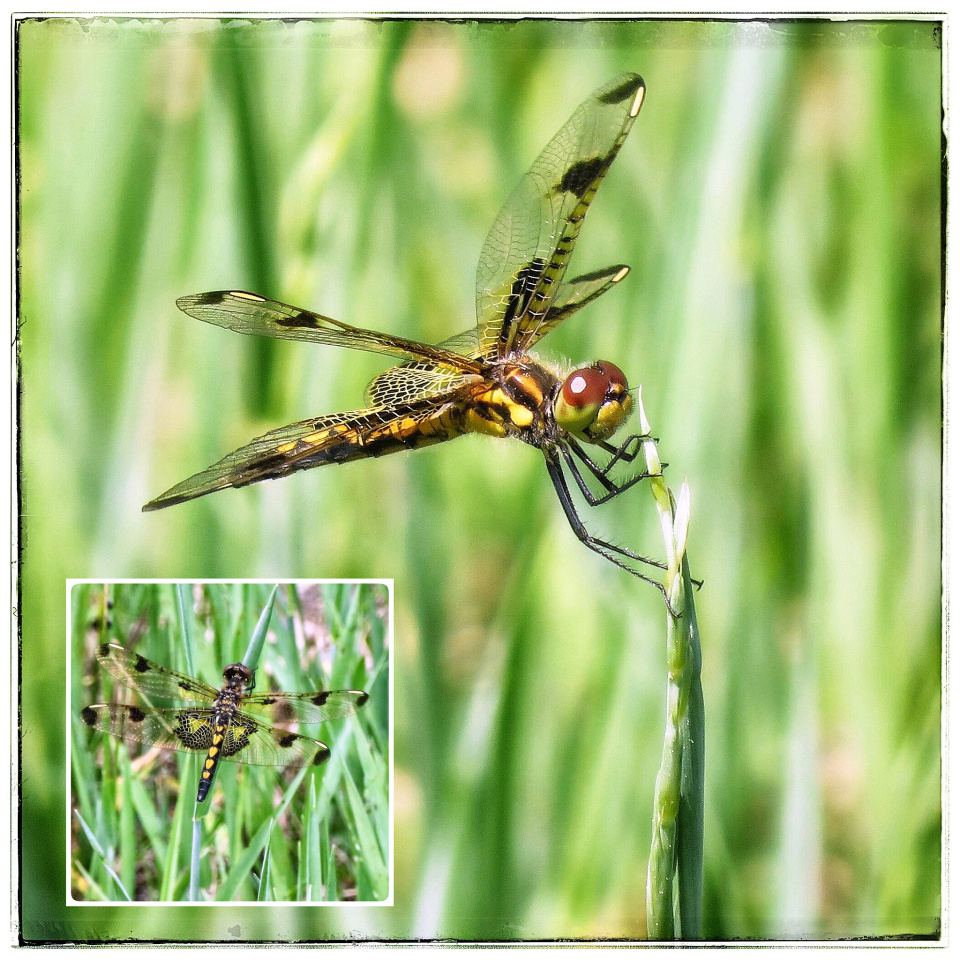 So Many Dragonflies! | Memories4Me | Blipfoto