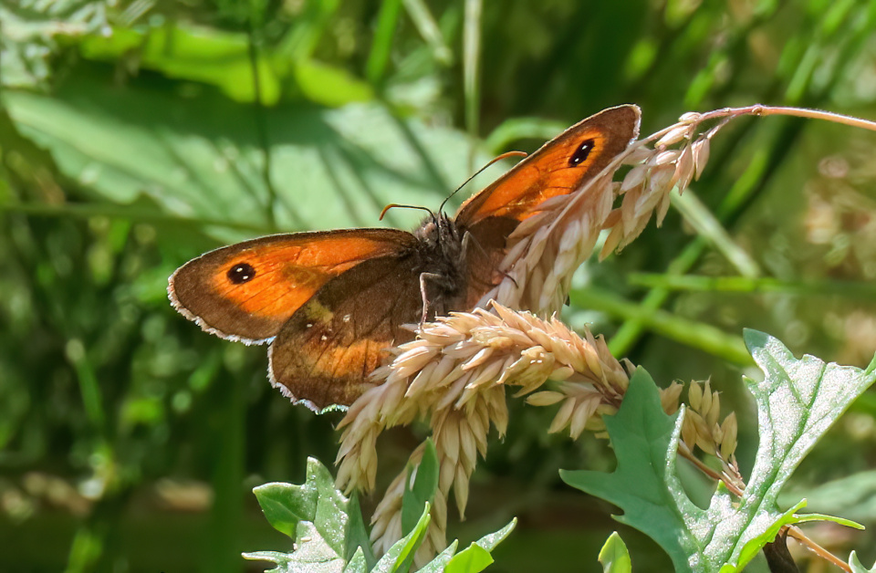 Gatekeeper #7 | Diane2104 | Blipfoto
