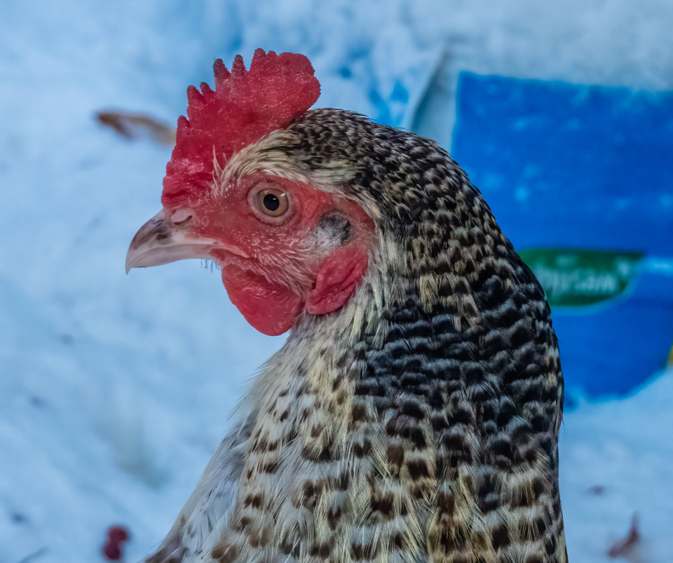 Chickens | DarkEyedMary | Blipfoto