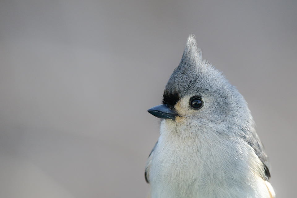 Year's First | dbifulco | Blipfoto