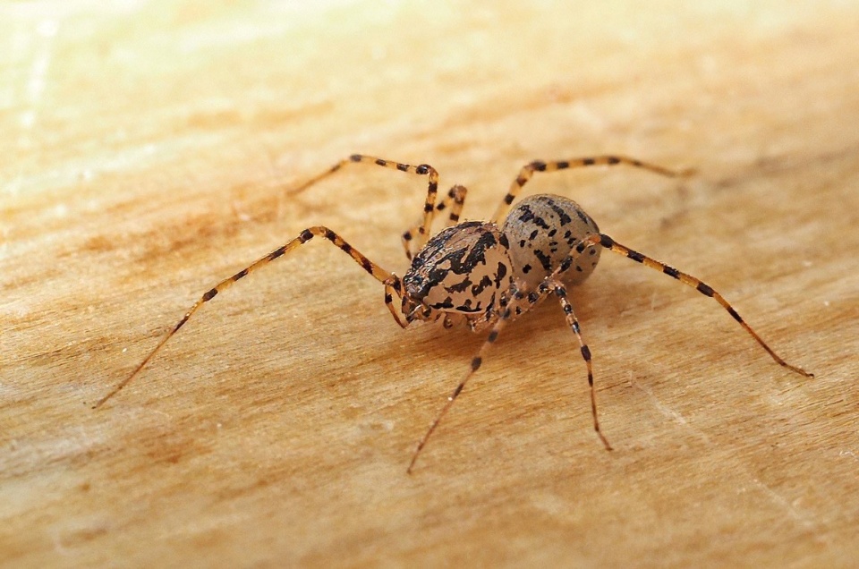 Spitting spider | Crispin25 | Blipfoto