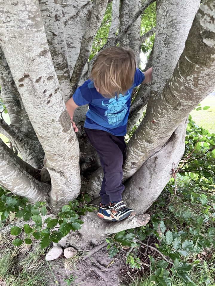 A Perfect Tree | CherryR | Blipfoto