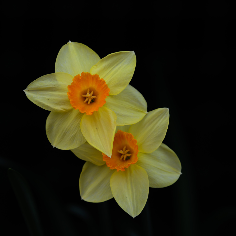 Daffodils in Situ | dbifulco | Blipfoto