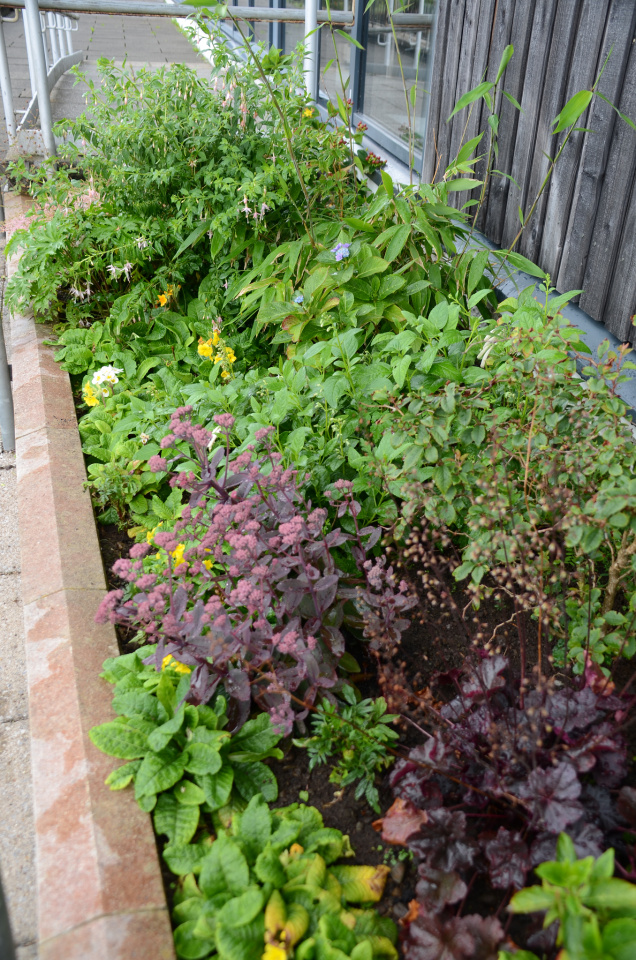 Watering and weeding | Maurice1948 | Blipfoto
