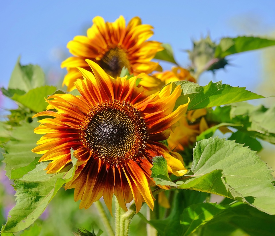 Flower Friday . . . Sunflower | V1k1 | Blipfoto