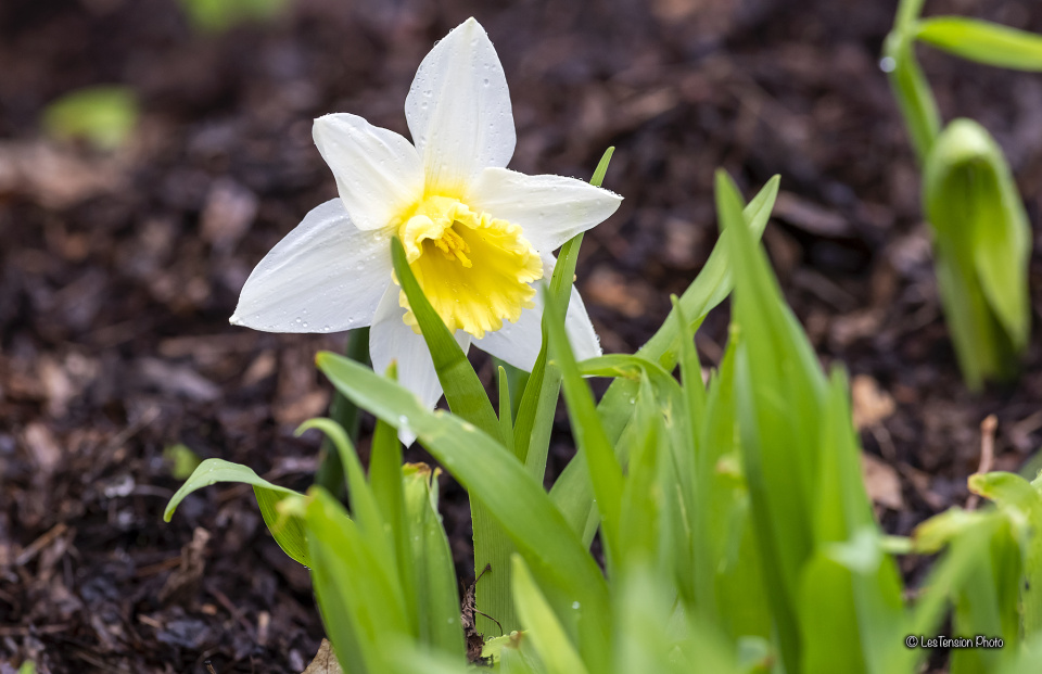 PRETTY DAFFY | LesTension | Blipfoto