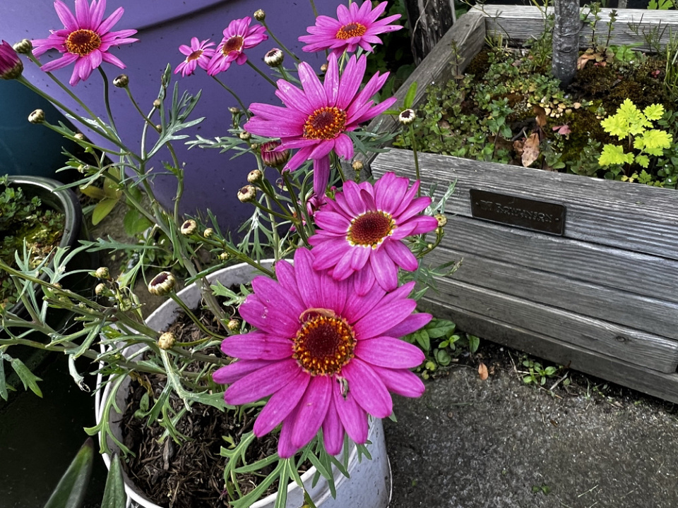 Rainbow Colours | SparklyConverse | Blipfoto